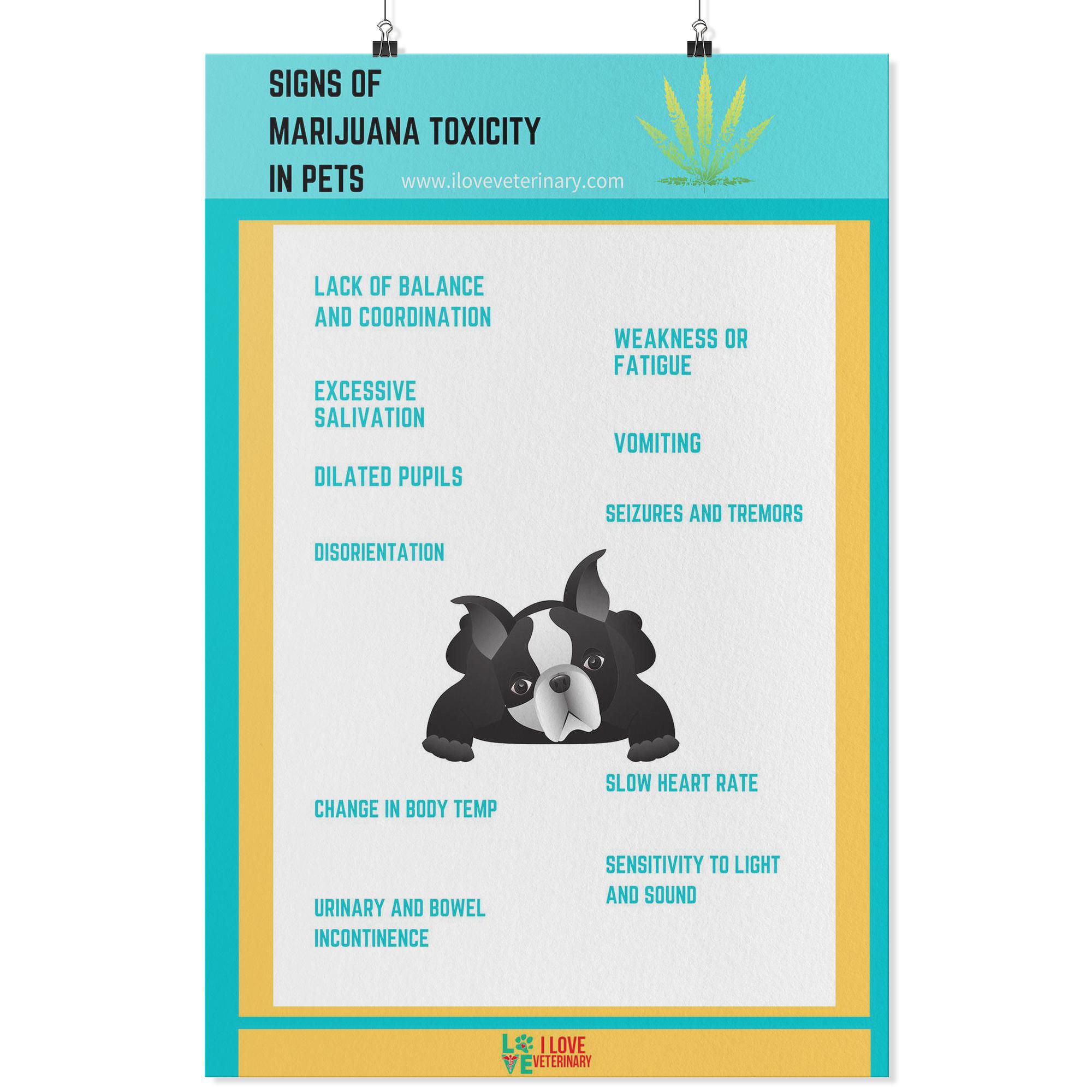 Signs of Marijuana Toxicity in Pets Poster – I love Veterinary